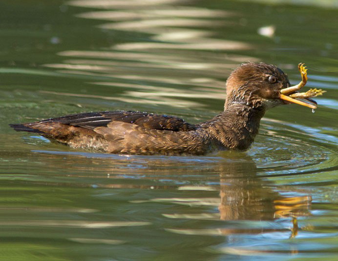 BARRY the BIRDER: Hungry duck swallows bullfrog