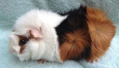 Cuy Raza Cobaya abisinia o cuyo abisinio ~ El Mundo del Cuy