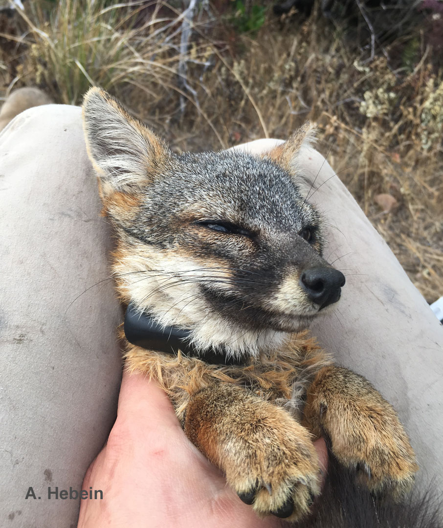 Friends of the Island Fox: Foxes on Santa Cruz Island are Wearing FIF ...