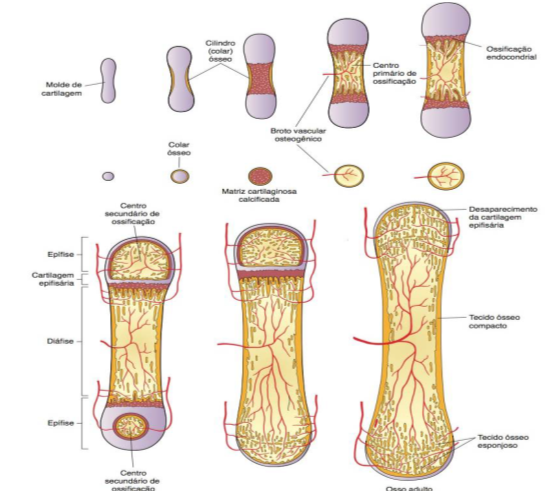 Tecendo Histologia: Tecido Ósseo
