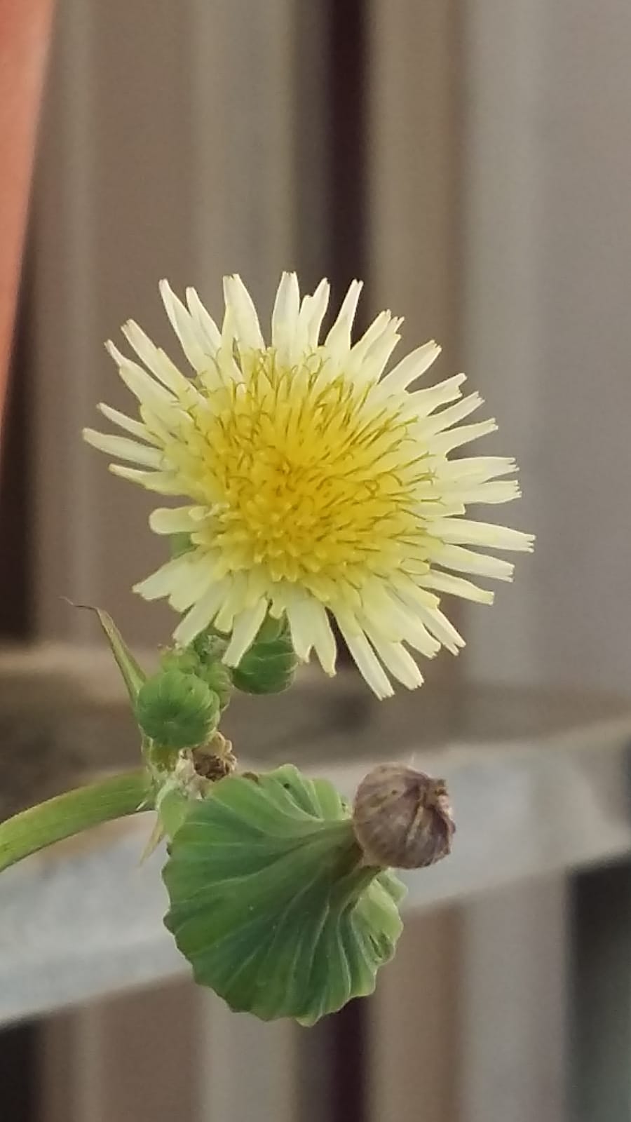 സമന്വയനം