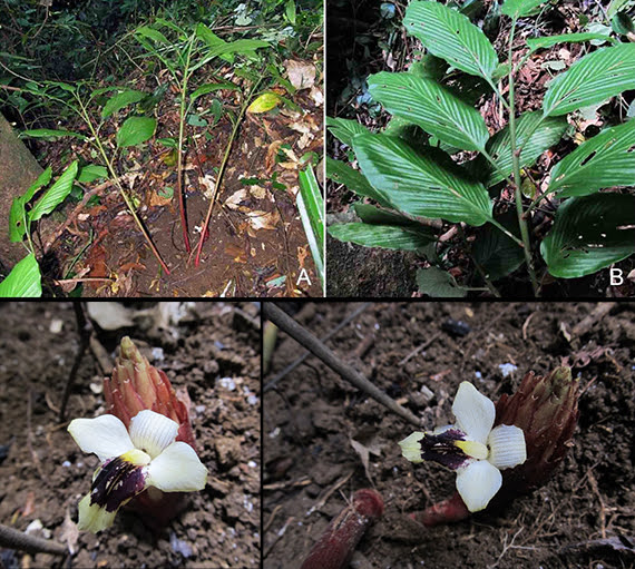 Plant family Zingiberaceae