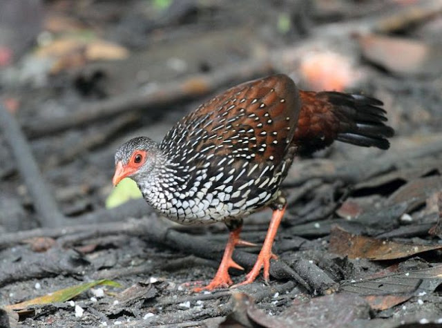 Bird life in Peak Wilderness Sanctuary | සමනල අඩවිය රක්ෂිත වනාන්තරයේ ...