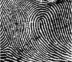All About Forensic & Investigative Sciences: Fingerprints- An Introduction