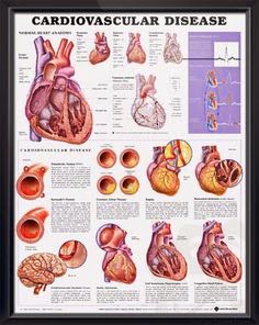 Prevention of circulatory and respiratory disease