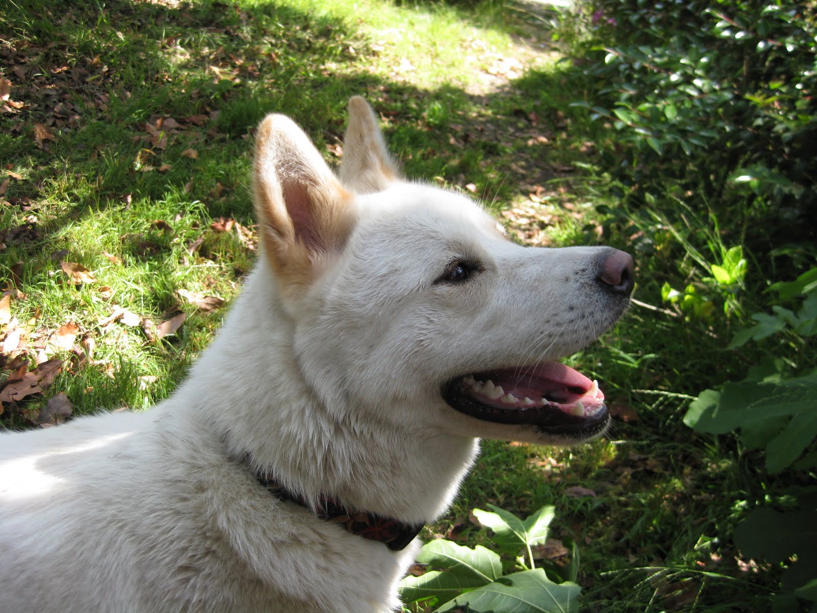 Pawsitive Feedback's Dog Blog - www.pawsitivefeedback.com: Dog Bite ...