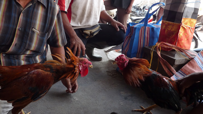 Mon Tour 2 Roues ...: Indonésie : Coq fight