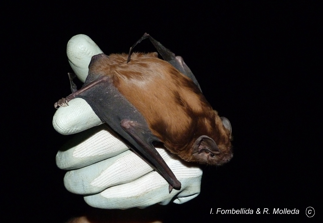 El Noctulo grande Nyctalus lasiopterus en Cantabria