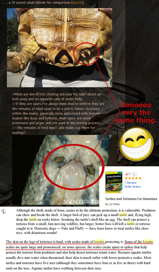 Birds To Dinosaur: Python Vestigial Pelvis, Femur and Spur