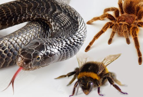 Zoophobia @ Animal Phobia