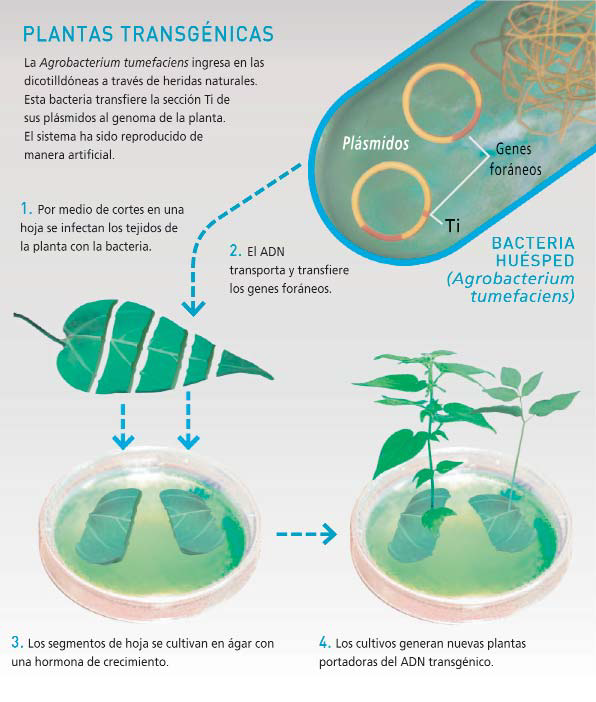 Jorge Terán Rodríguez: Ejemplo de Trasgénico: Plantas transgénicas