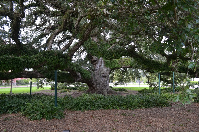 Ars bene moriendi: Cathedral & Oak of Lafayette, LA