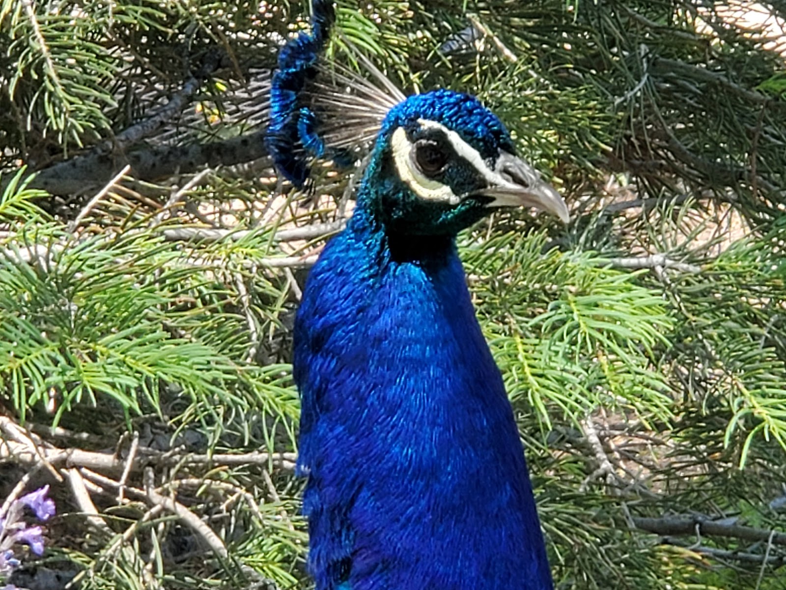 Berkeley Backyard Bird Blog: Of First Sightings and Positive ...