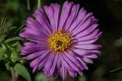 Field Biology in Southeastern Ohio: Some Ohio Asters