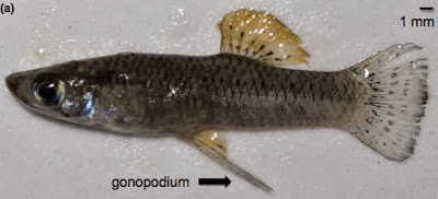 Inkfish: Fish Evolve Stabbier Genitals When Predators Are Near