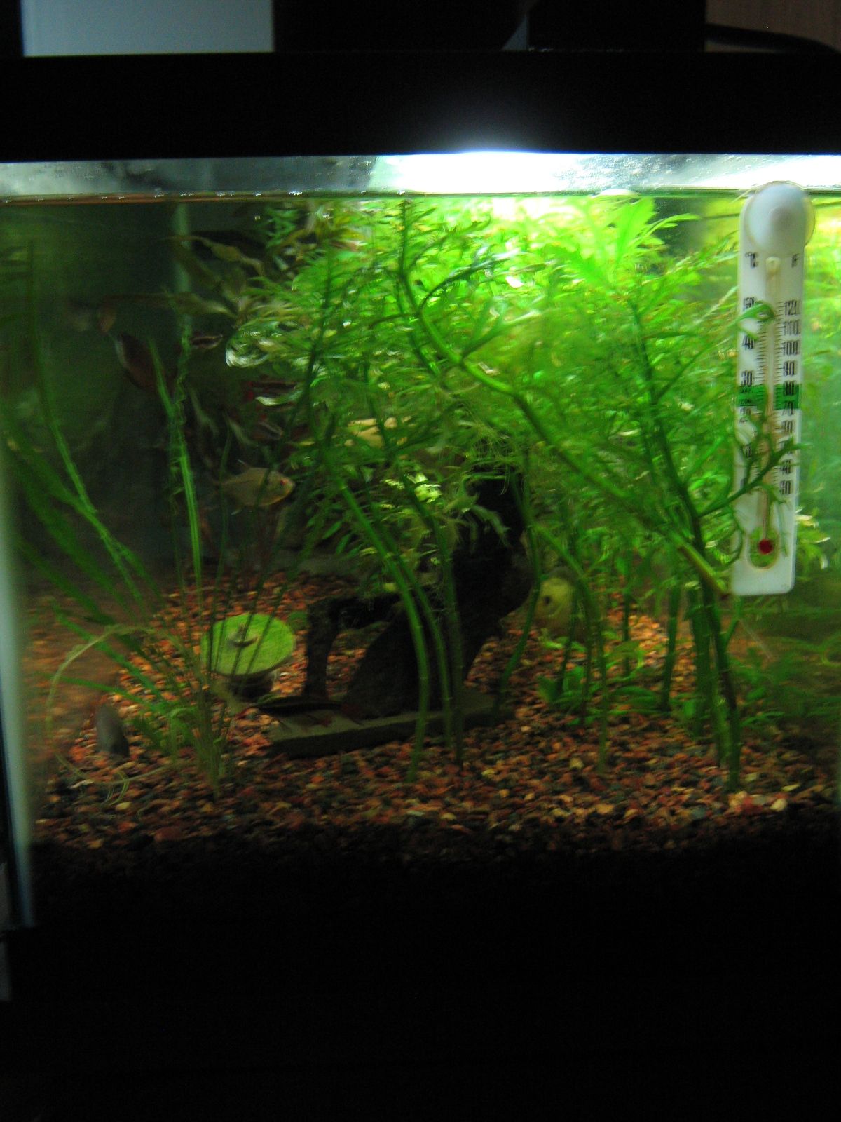 Ecco's Aquarium Blog: New 40 Breeder Planted Tank