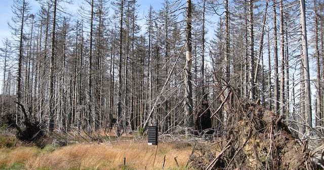 Environmental Technology: Acid rain: Effects on environment and it's ...