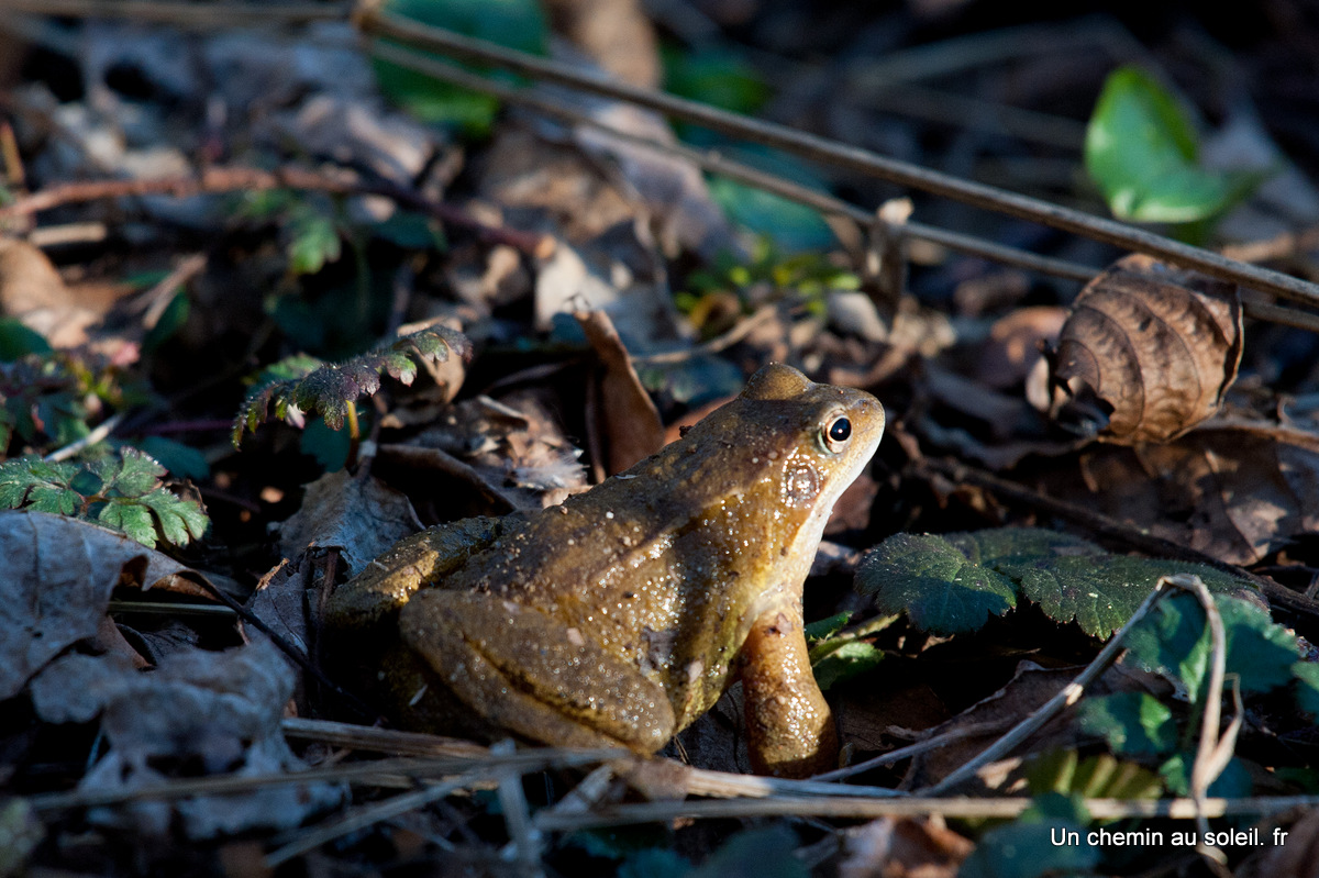 Un chemin au soleil: Les batraciens sont de sortie