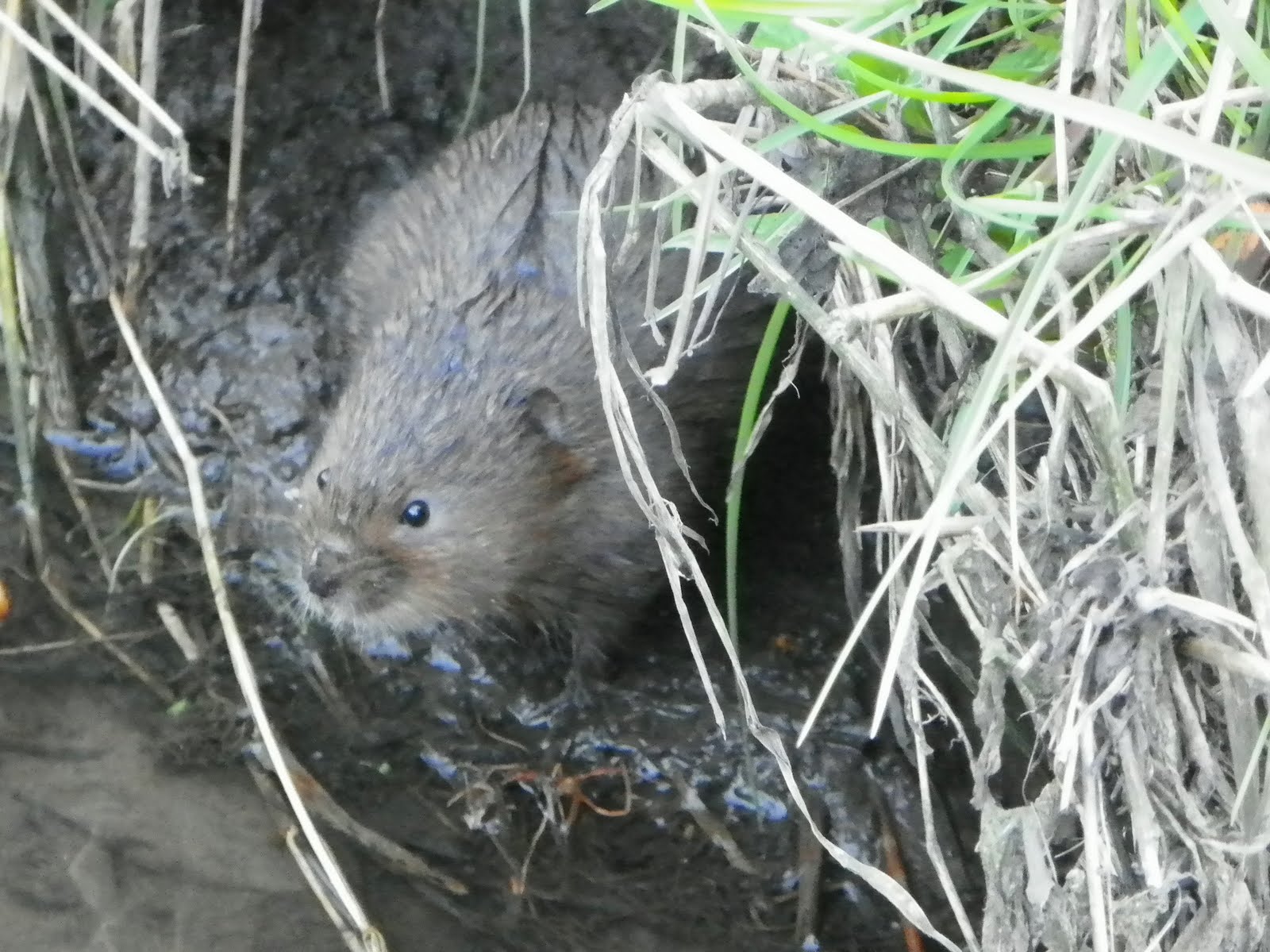 About a Brook: Rat and Water Vole Burrows