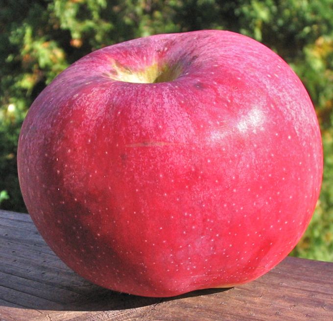 Wolf River - Adam's Apples