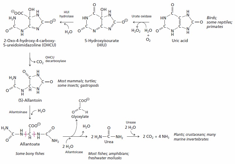 Sandwalk: Monday's Molecule #221