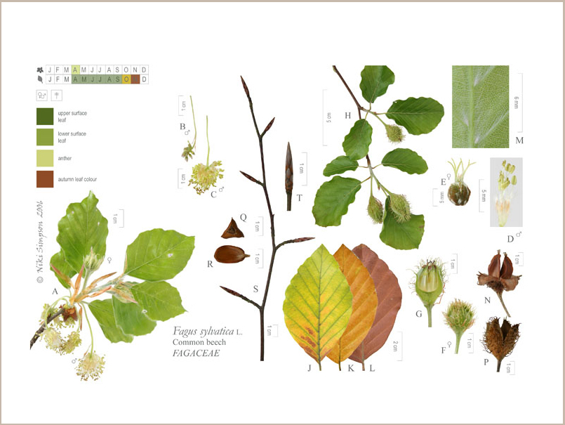 Bøk: The Beech tree