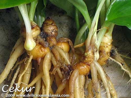 My Sweet Home: Khasiat Cekur