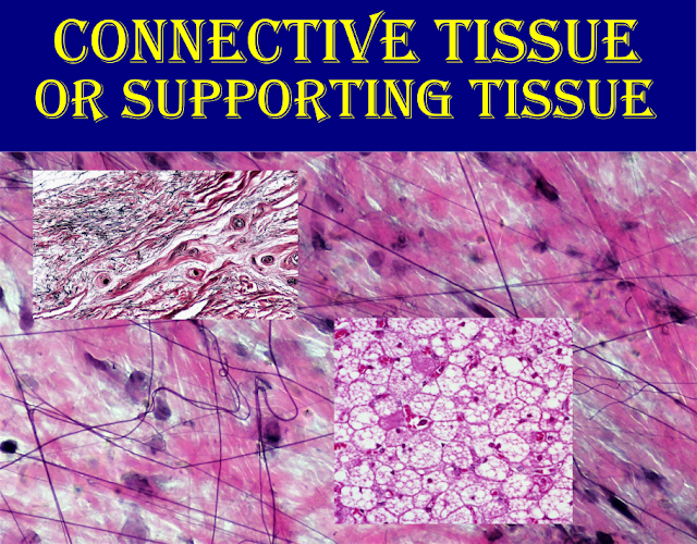 What is Connective Tissue ? Histology | Anjani Mishra