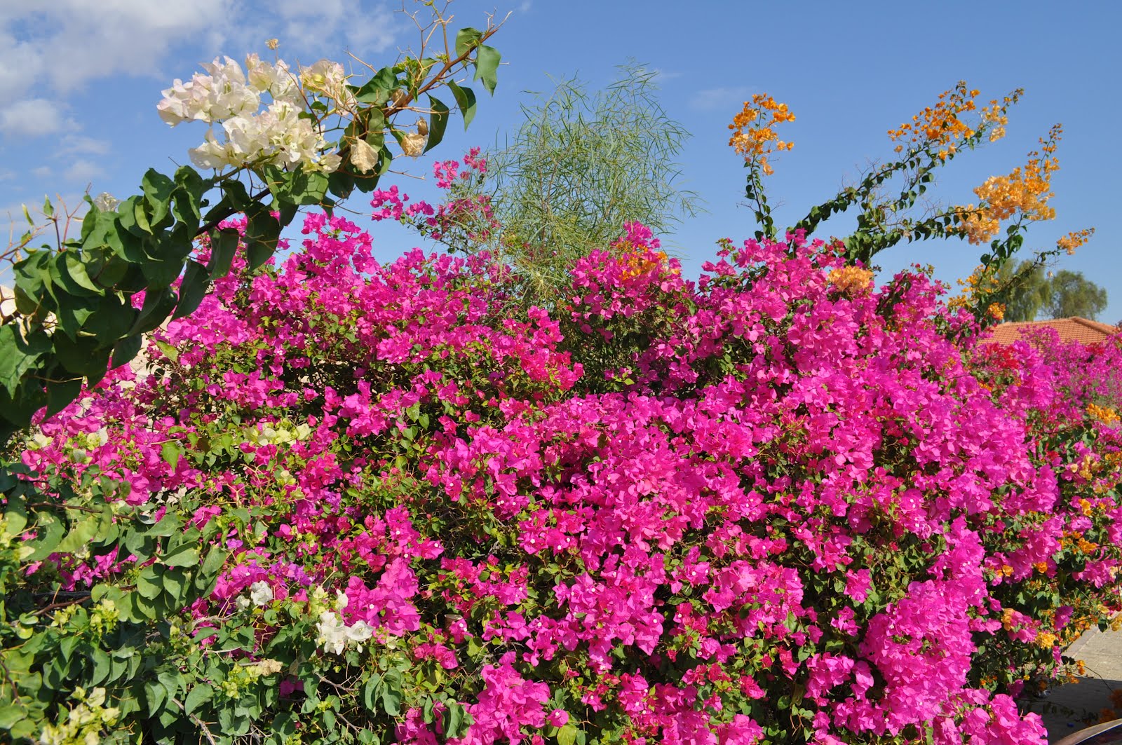 Oleander Flowers