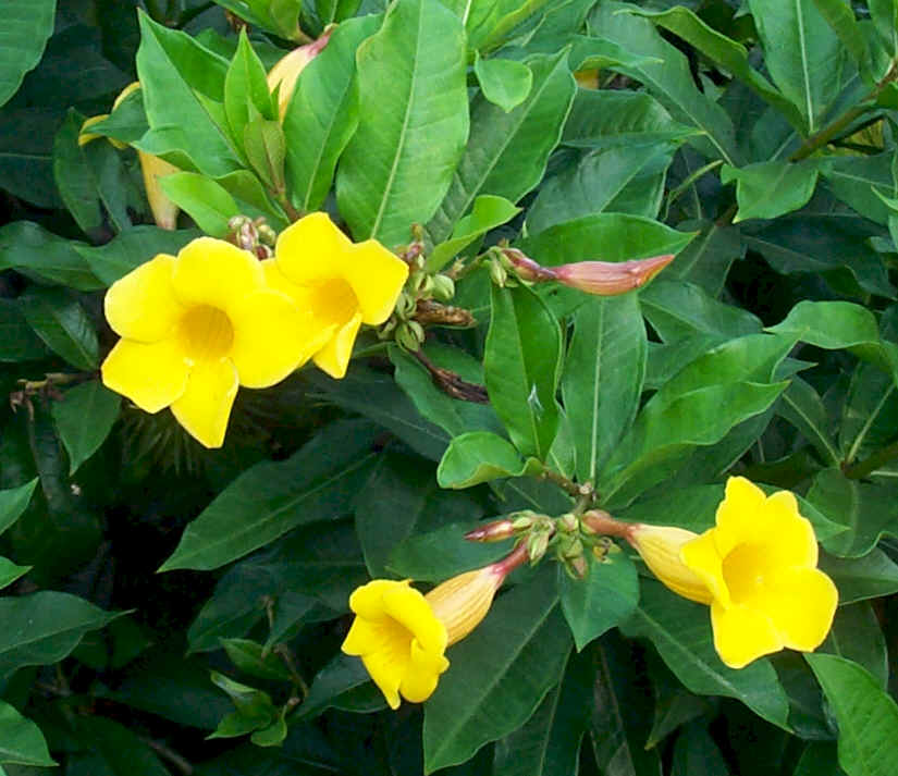 Plant Comunity: Allamanda