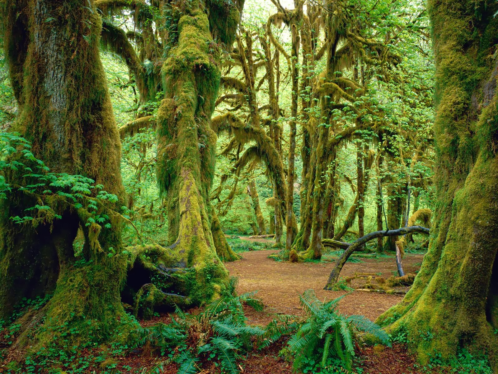 Very Nice Forest Beautiful Wallpapers