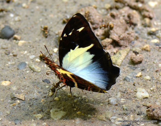 The Forested Path (and Beyond): BUTTERFLIES of RAUB: The Glorious Begum ...