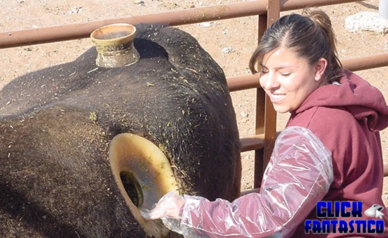 Vacas com furo ou janela do lado: Cânula Ruminal em vacas | Click ...