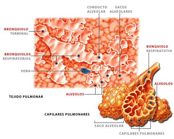 Sistemas en ciencias de la salud y Fisioterapia : RESPIRATORIO