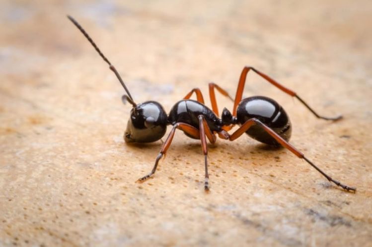 Animal Factopaedia: How does an ANT carry heavy things?