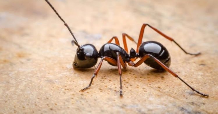 Animal Factopaedia: How does an ANT carry heavy things?