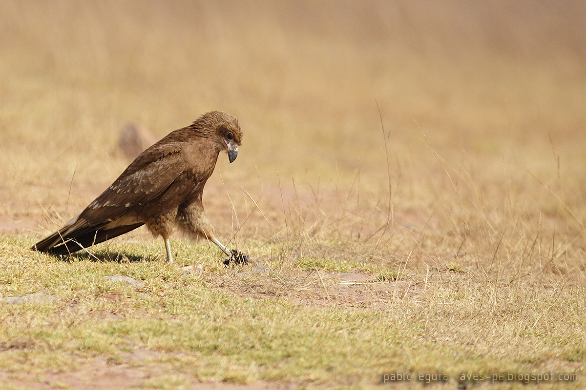 mis fotos de aves: Phalcoboenus megalopterus Matamico Andino Mountain ...