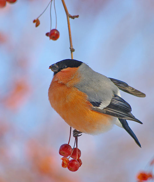 przyroda wokół mnie: ptaki Syberii i nie tylko - gil