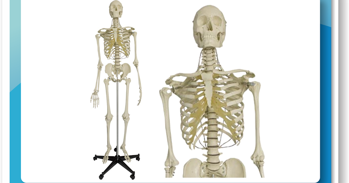 Articulated Human Skeleton ~ Achem Lab Supplies