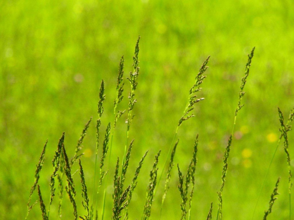 natuurrondleiding door een IVN-Natuurgids: veldbeemdgras