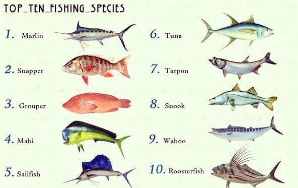 Mike's Fishing: "Top Ten Fishing Species" that you can catch on ...