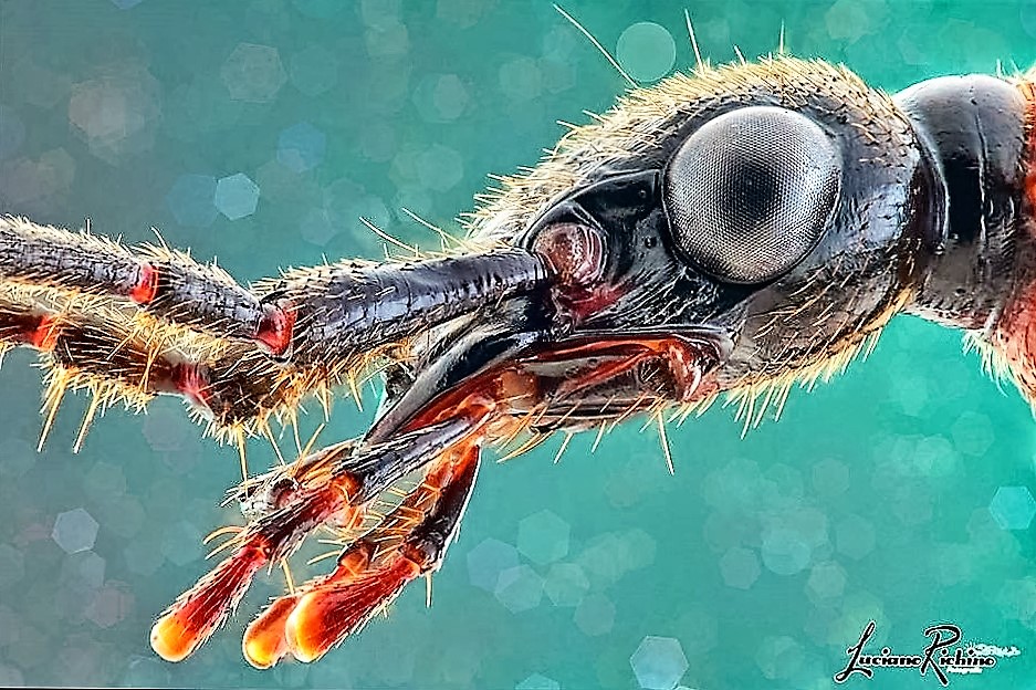 Fieggentrio: Enge beestjes prachtig gefotografeerd.