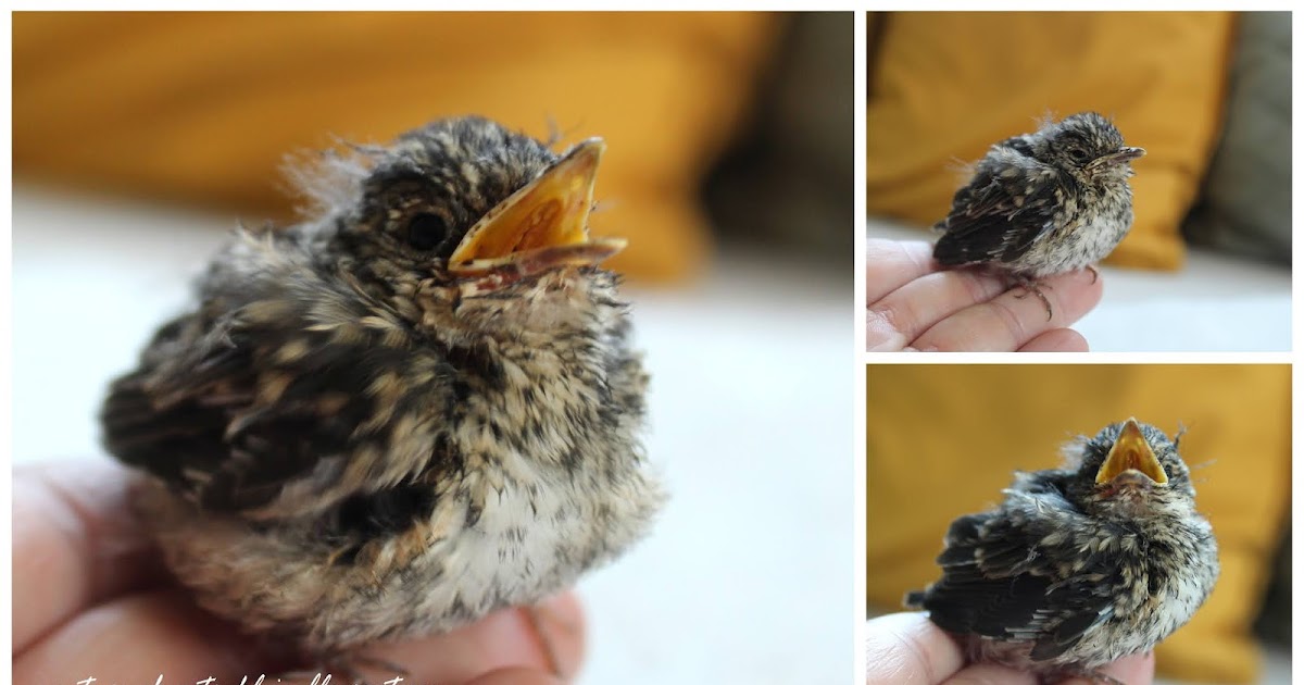 NaturNah: Ein Vogelkind...