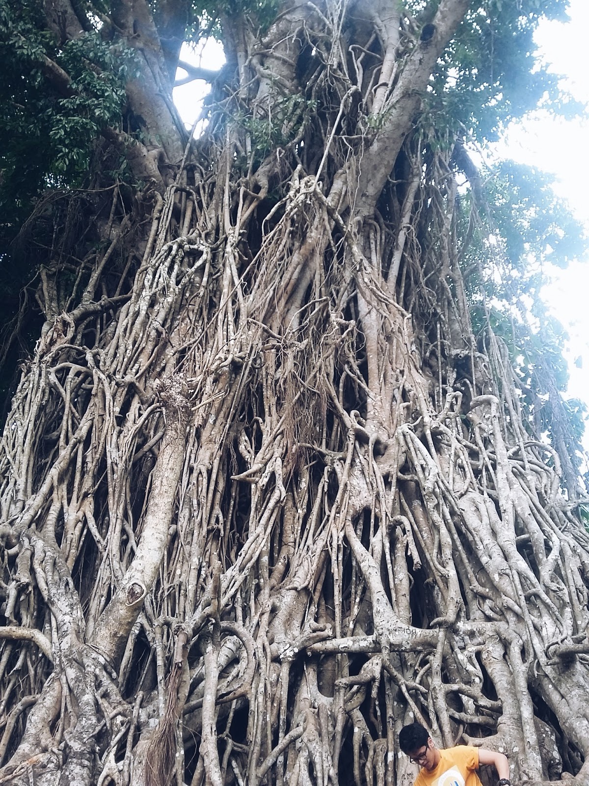 Balete Baler