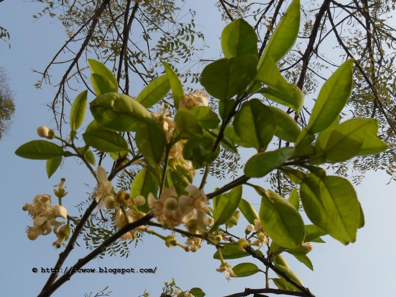 Batabi Lebu Ful(বাতাবী লেবু ফুল) - Citrus maxima