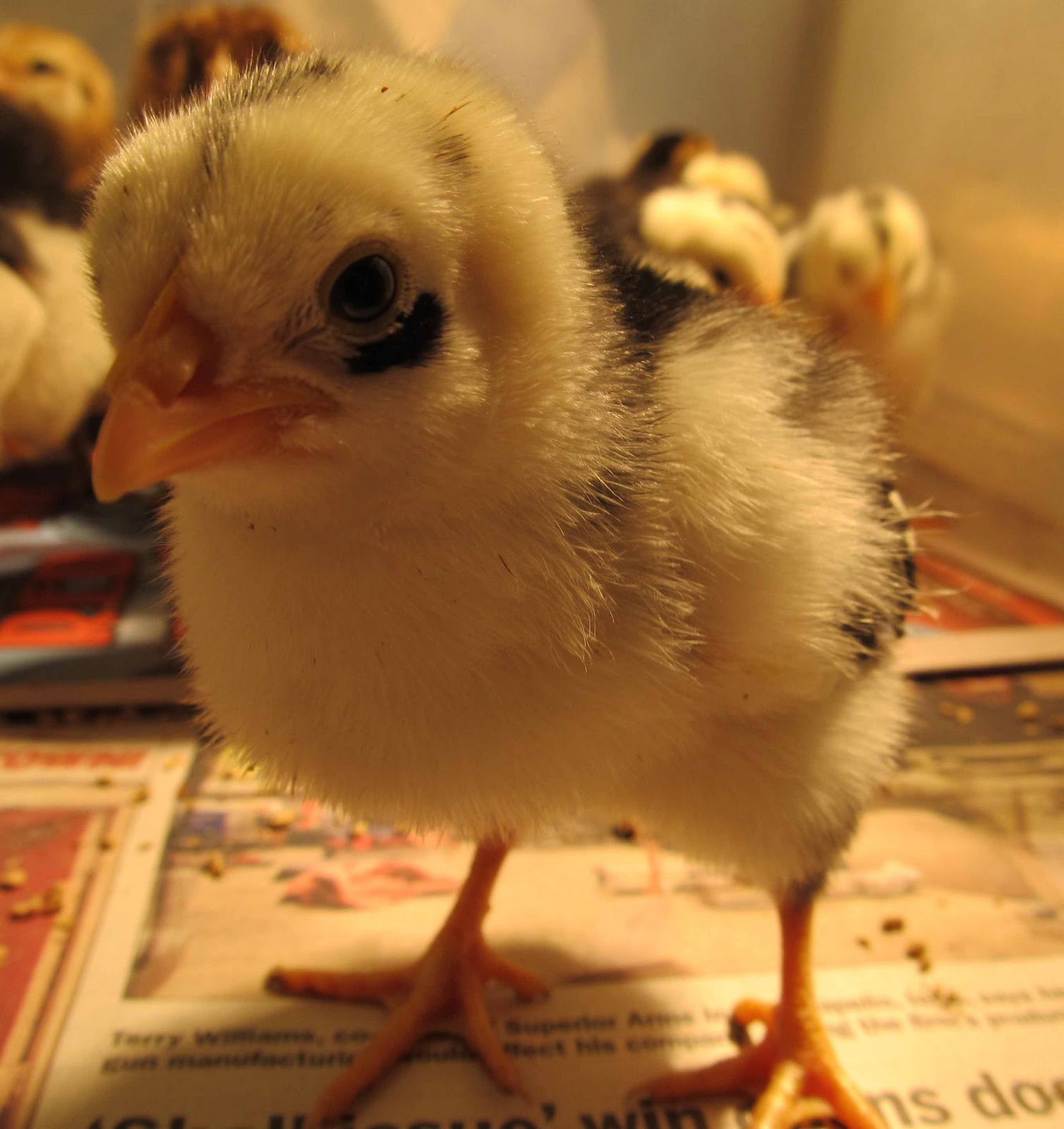 Wickham Family Farm: The new chicks are here!
