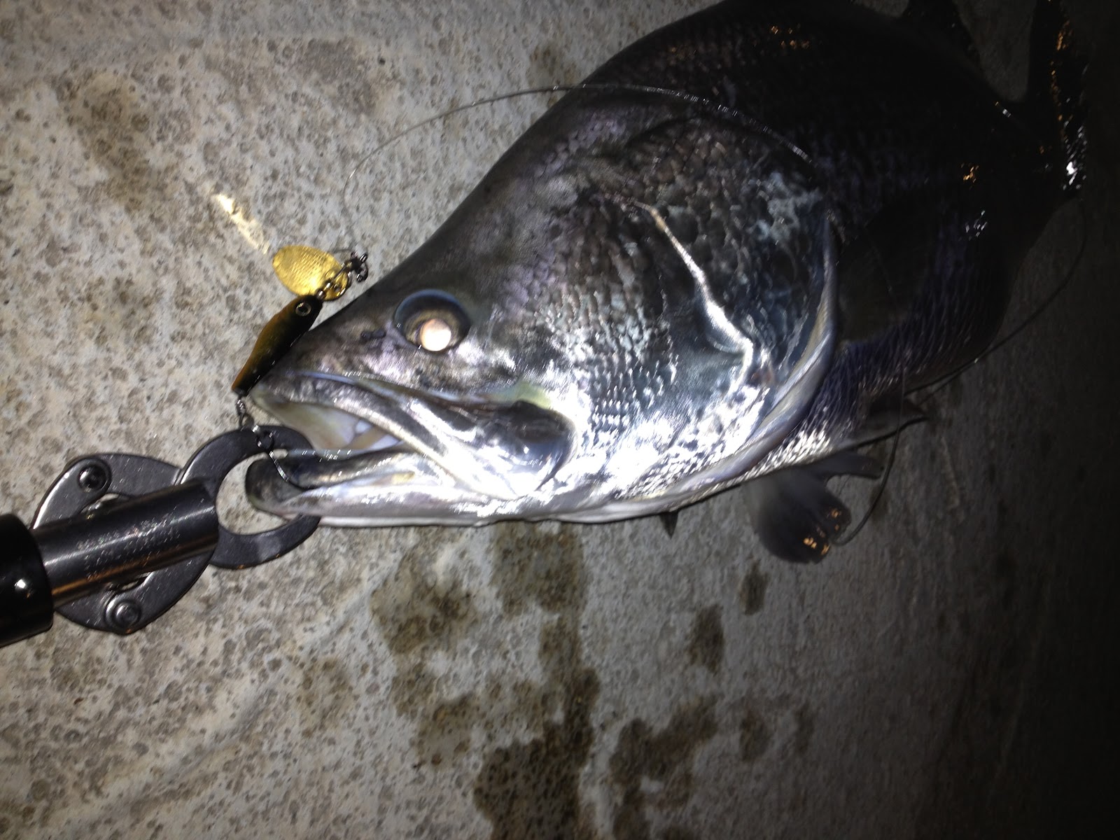 Max Fishing Dairy: Smith Seabat 78s