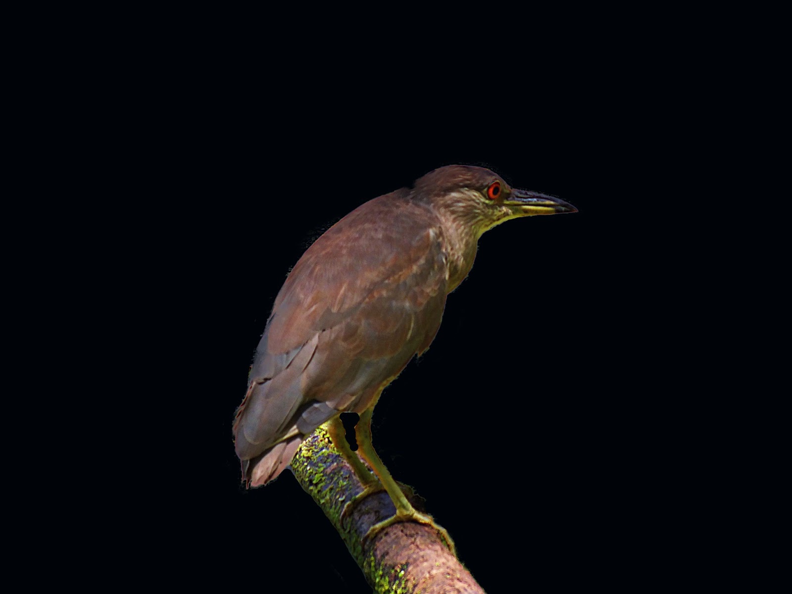 Wildlife Photography: My birds with Photoshop.