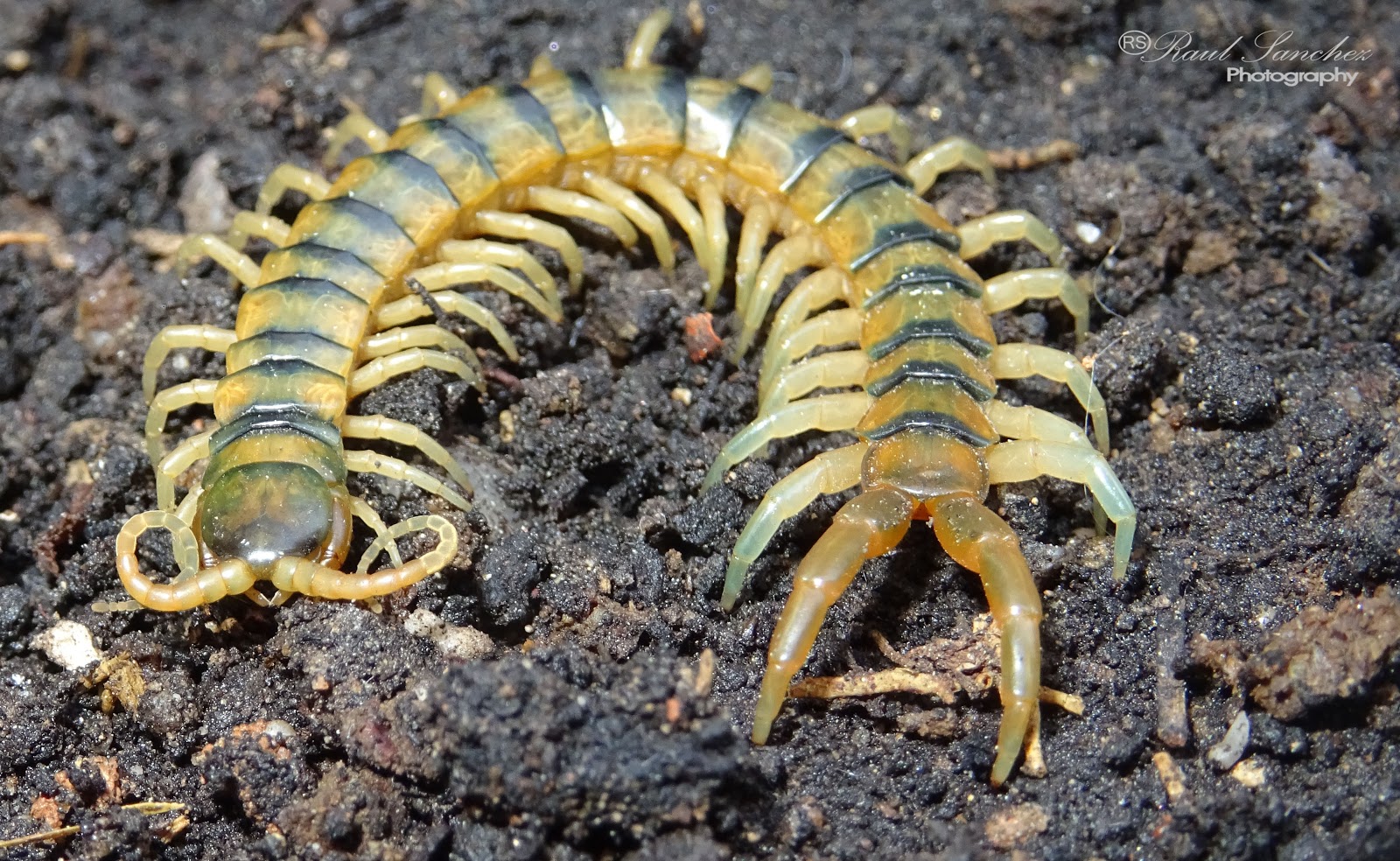 Naturaleza Viva : Scolopendra alternans (Chilopoda Scolopendromorpha ...