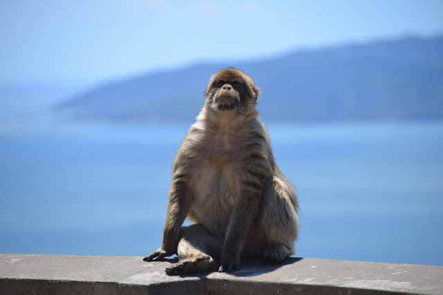 Gibraltar Monkeys – The Peak Effect